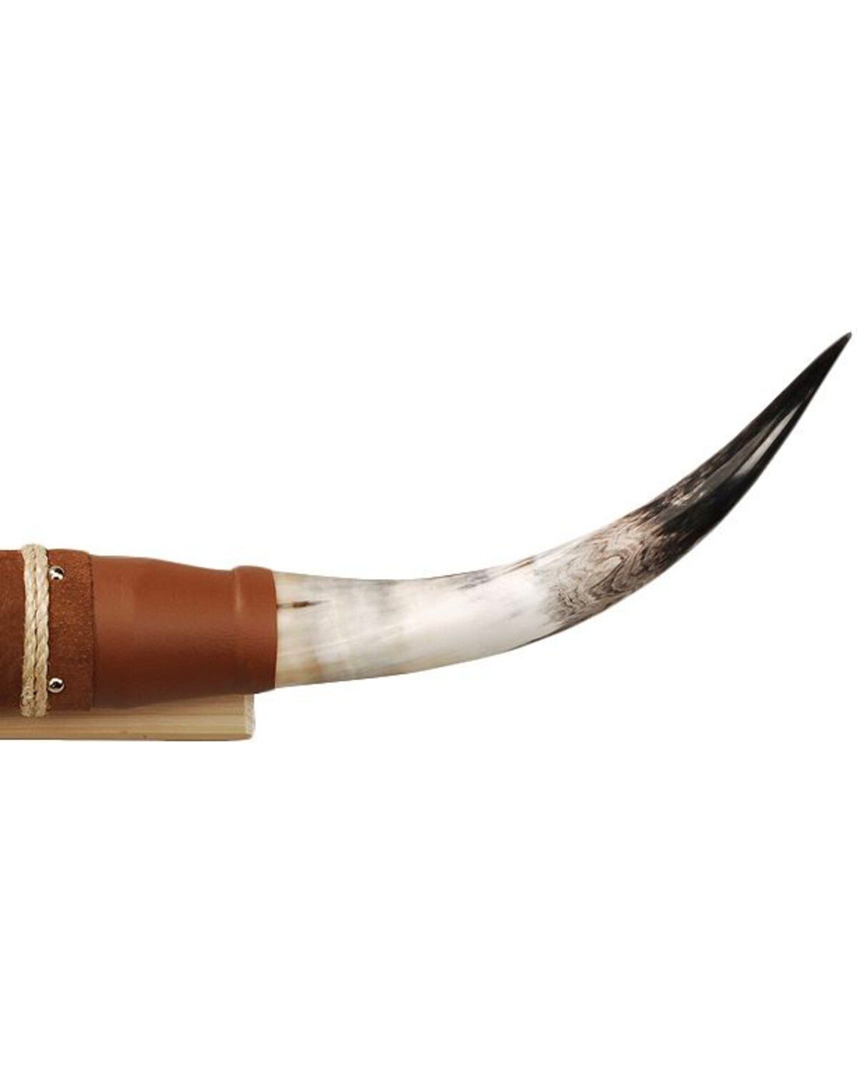 Shawnee trading Post Authentic Medium Steer Horns | Boot Barn