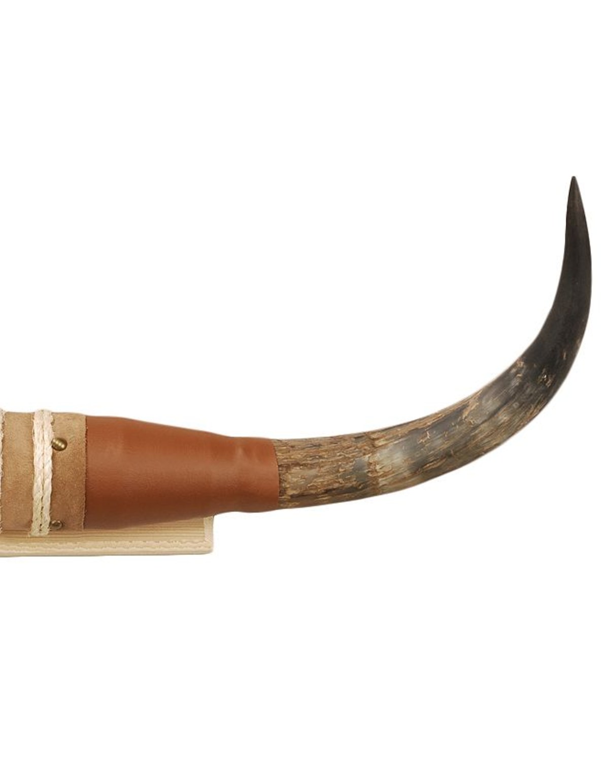 Authentic Small Steer Horns | Boot Barn